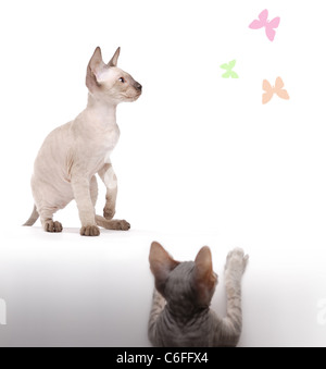 Gray Peterbald cat, Oriental Shorthair Stock Photo - Alamy