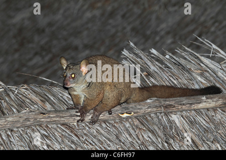 Northern Greater Galago - Otolemur garnettii also Garnett greater ...