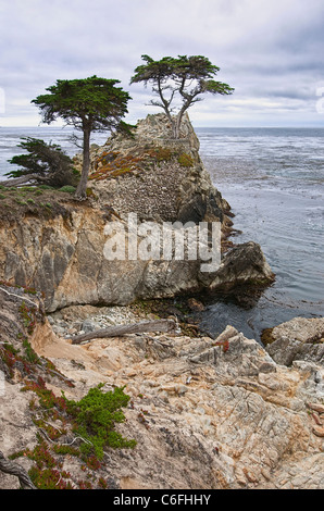The famous Lone Cypress tree (Cupressus macrocarpa) of Pebble Beach ...