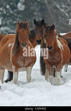 Hucul Pony, Carpathian Pony, Huzul. Herd galopping on a snowy meadow ...
