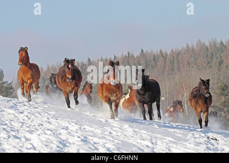 Hucul Pony, Carpathian Pony, Huzul. Herd standing on a snowy meadow ...