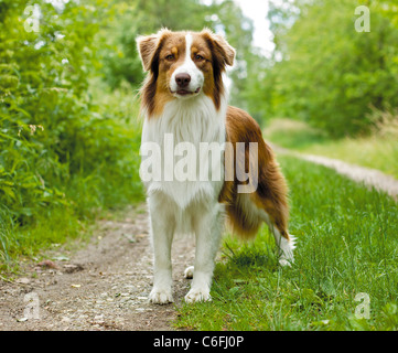 standing Australian Shepherd Stock Photo - Alamy