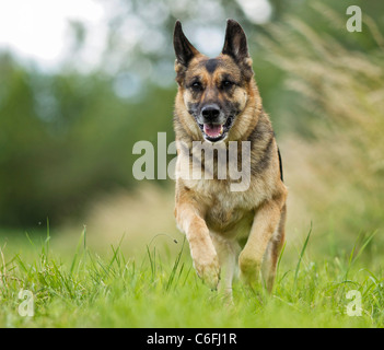 A German Shepherd dog running on a sunny day in a park Stock Photo - Alamy