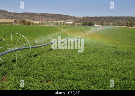 Wheel line sprinkler irrigation of a field and meadow on green farmland ...