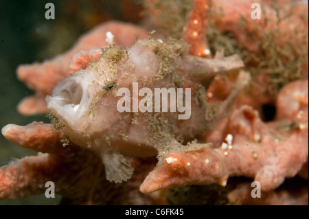 Ocellated Frogfish, Antennarius ocellatus, hides among sponges in the ...