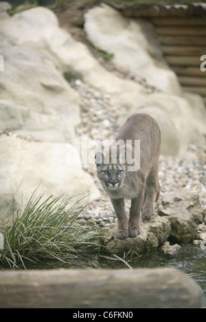 A puma leaping and catching food Stock Photo - Alamy