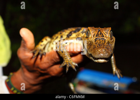 young cayman reptile with beautiful eyes Stock Photo - Alamy