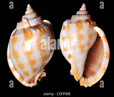 Banded Bonnet shell (Phalium bandatum) Region: Indo-Pacific, Japan ...