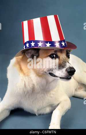 Uncle Sam Dog Stock Photo - Alamy