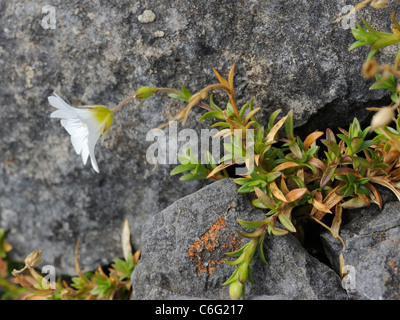 Field mouse-ear, Cerastium arvense in Breckland area Stock Photo - Alamy