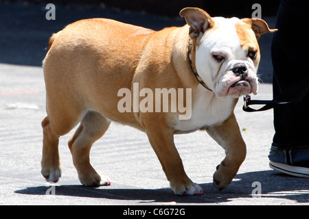 David Beckham's pet dog Coco being walked by an assistant while Beckham ...