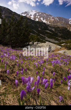 Crocuses, Crocus veluchensis, at the snowline in spring, on Mount ...