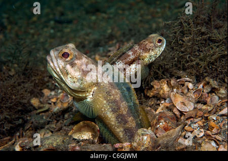 A pair of Banded Jawfish, Opistognathus macrognathus, courting prior to ...