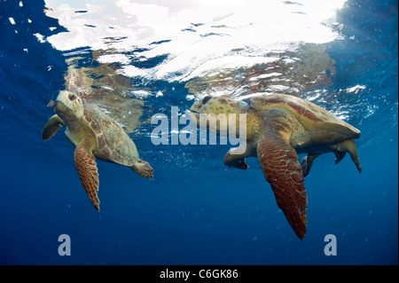 Mating Loggerhead Sea Turtles (Caretta caretta) offshore Palm Beach, FL ...