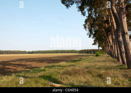 Breckland landscape suffolk Stock Photo - Alamy