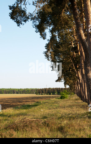 Breckland landscape suffolk Stock Photo - Alamy