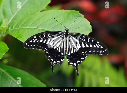 A Chinese Yellow Swallowtail, Papilio xuthus, feeds from a flower in a ...