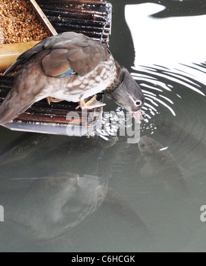 This mandarin duck is suffering an identity crisis, and has taken to ...