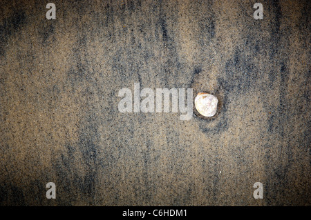 Simple composition of a single shell on sand Stock Photo - Alamy