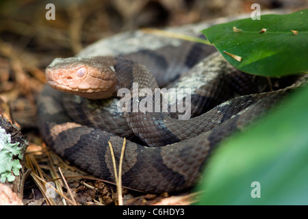 Copperhead Snake - Brevard, North Carolina, USA Stock Photo - Alamy