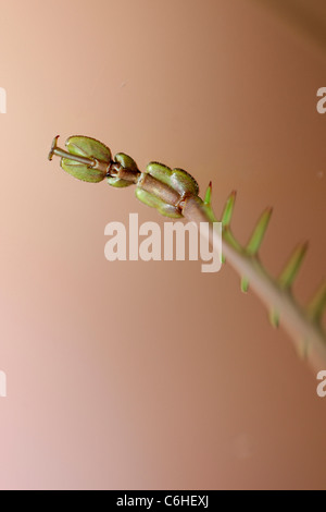 Leg Make Up Stock Photo - Alamy