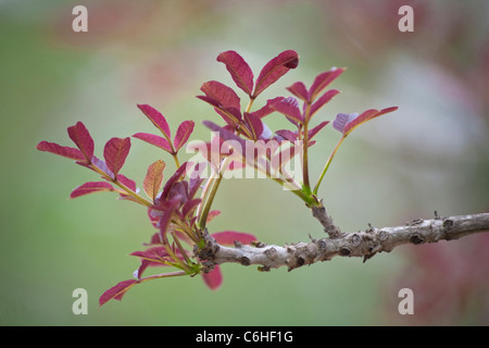 First shoots of spring on a Maroela tree (Sclerocarya birrea Stock ...