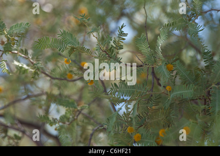 South african acacia tree showing spines, garden route, south africa ...