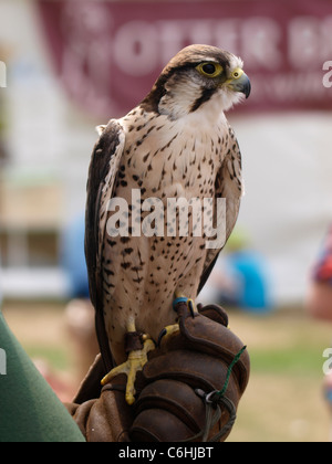Lanner Falcon Falco biarmicus, UK, Europe Stock Photo - Alamy