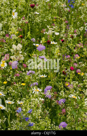 Flowery species-rich hay meadow - with carthusian pink, bedstraw, etc ...
