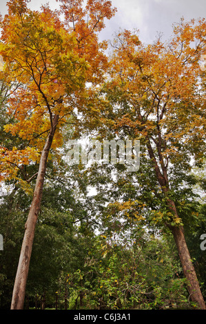 Jarul trees at I.F.R I.in Spring flowering at Dheradun Uttarakhand ...