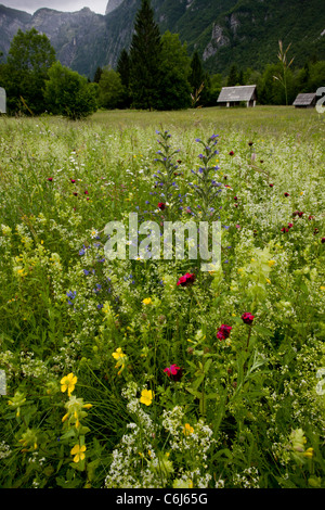 Flowery species-rich hay meadow - with carthusian pink, bedstraw, etc ...