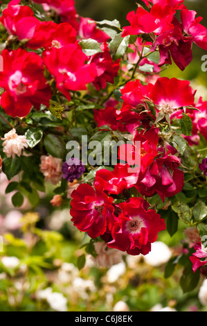 Climbing rose (Rosa Dortmund Stock Photo - Alamy