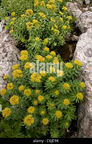 Roseroot, sedum rosea Stock Photo - Alamy