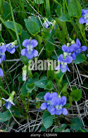 Flowers of Dog Violet or Heath Violet (Viola canina) near Ismaning ...