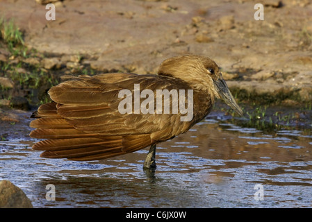 Hamerkop (Scopus umbretta), a brown wading bird, in shallow water at ...