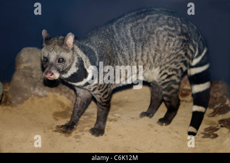 Large Indian civet, Viverra zibetha. Near threatened. (Civet, Viverra ...