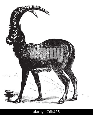 Antique engraved illustration of the ibex. Vintage illustration of the ...