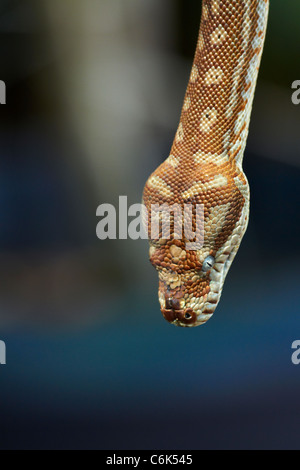 Python snake head Stock Photo - Alamy