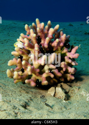 Red Finger Soft Coral and Scuba Diver, Alcyonium palmatum, Cres Island ...