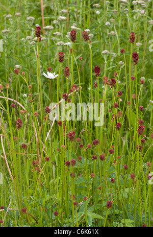 Great burnet plant in meadow Sanguisorba officinalis Stock Photo - Alamy