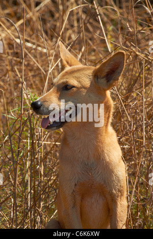 Dingo (Canis lupus dingo), Kakadu National Park, Northern Territory ...