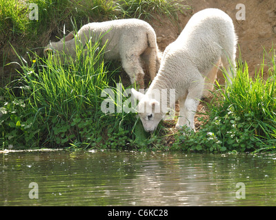 lamb drinking water Stock Photo - Alamy