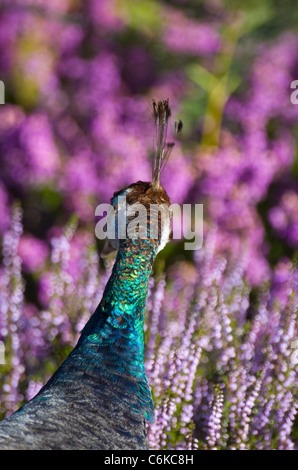 A peahen, female peacock from the back with purple heather and green ...