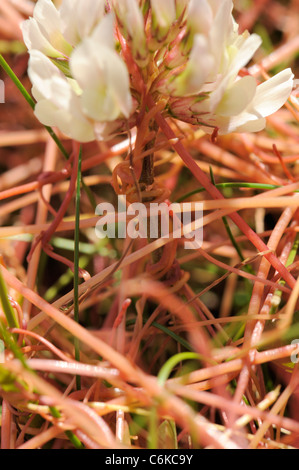 The parasitic bindweed Dodder (Cuscuta epithymum) growing on bramble ...