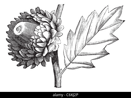 Acorn of Valonia oak (Quercus macrolepis), illustration from Soviet ...