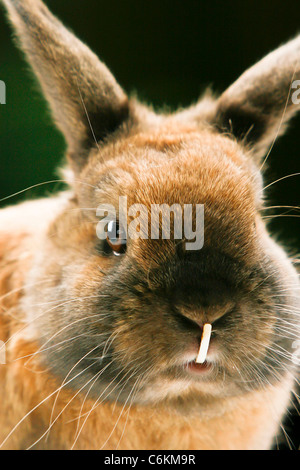 Rabbit undergoes surgery to cure buck teeth This Dwarf rabbit suffered ...