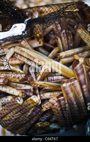 Atlantic jackknife razor clams close up served on cooking pan on sea ...