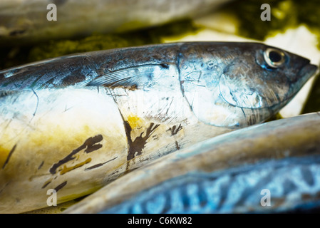 Fresh raw fish Stock Photo - Alamy