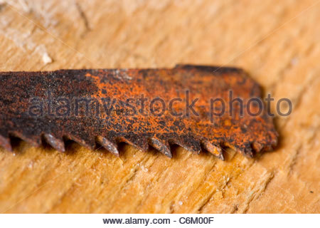 Rusty saw blade Stock Photo: 24990553 - Alamy