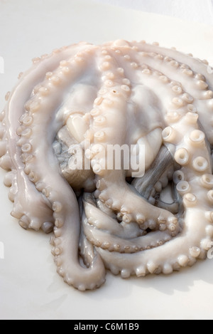 Close up view of a raw Octopus in seafood market Stock Photo - Alamy